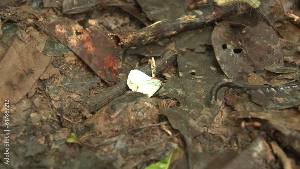 Eciton Army Ant Colony Ants Eating Feeding Chewing in Amazon Jungle ...