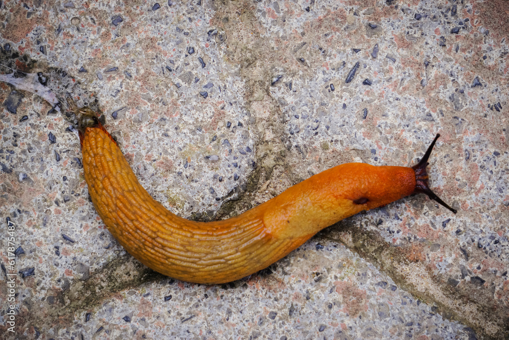 Slugs or slugs are shellless gastropod mollusks of the Panpulmonata ...