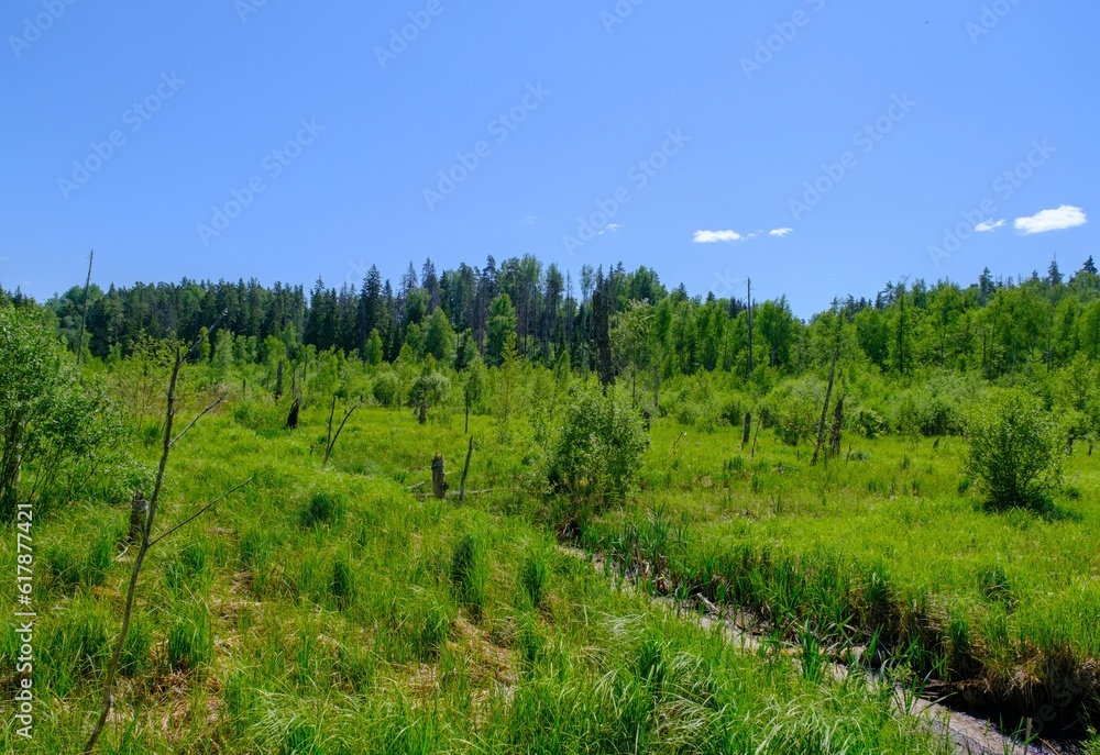 Hot summer, very little rain. the swamp channel remains without water ...