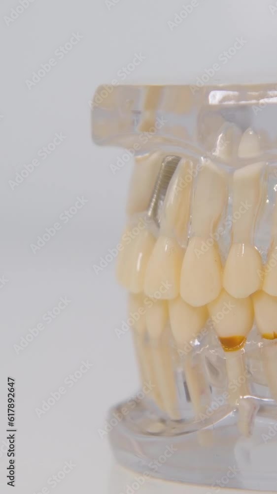 Mock-up Jaws on white background reflection teeth skeleton plastic ...