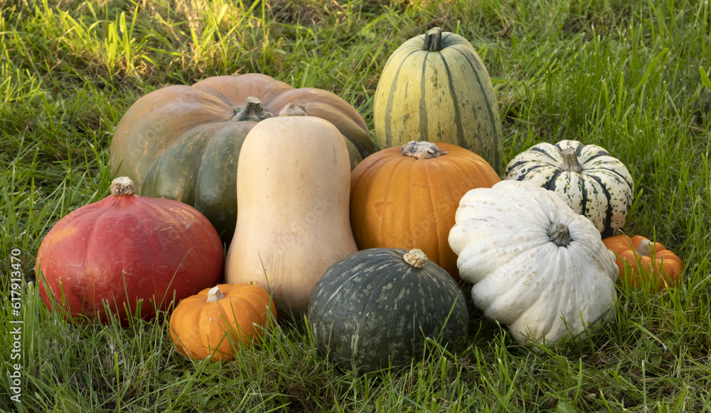 Différentes variétés de courges à consommer Stock Photo | Adobe Stock