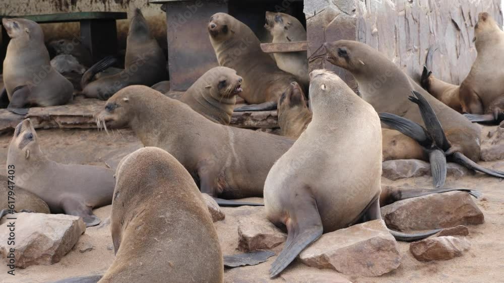 Colony of Seals in the Cape Cross Nature Reserve in the Skeleton Coast ...