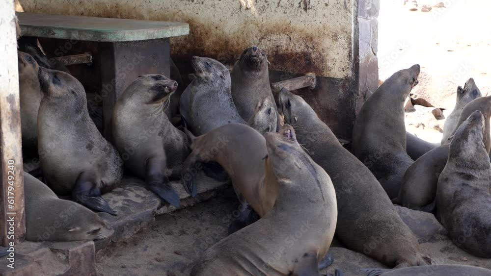 Two fighting Seals in slow motion in the Cape Cross Nature Reserve in ...