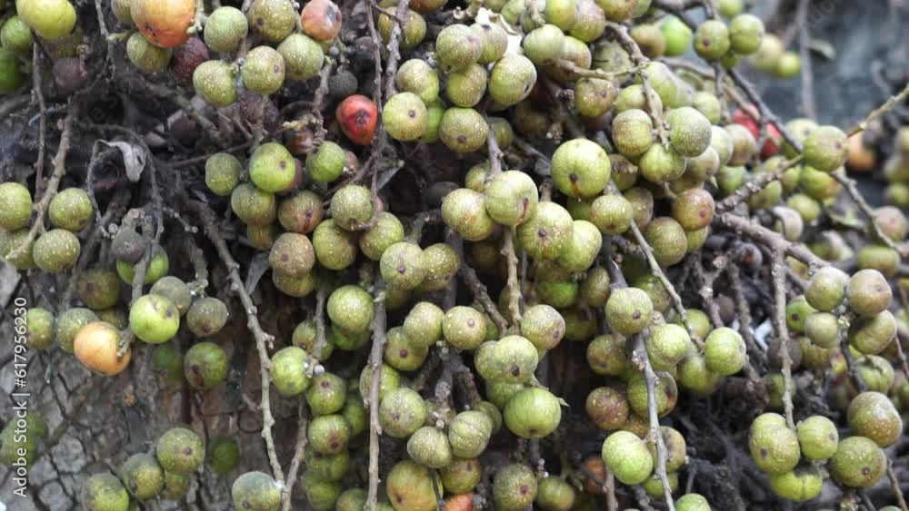 Ficus racemosa (the cluster fig, red river fig, gular, elo, loa, Ficus ...