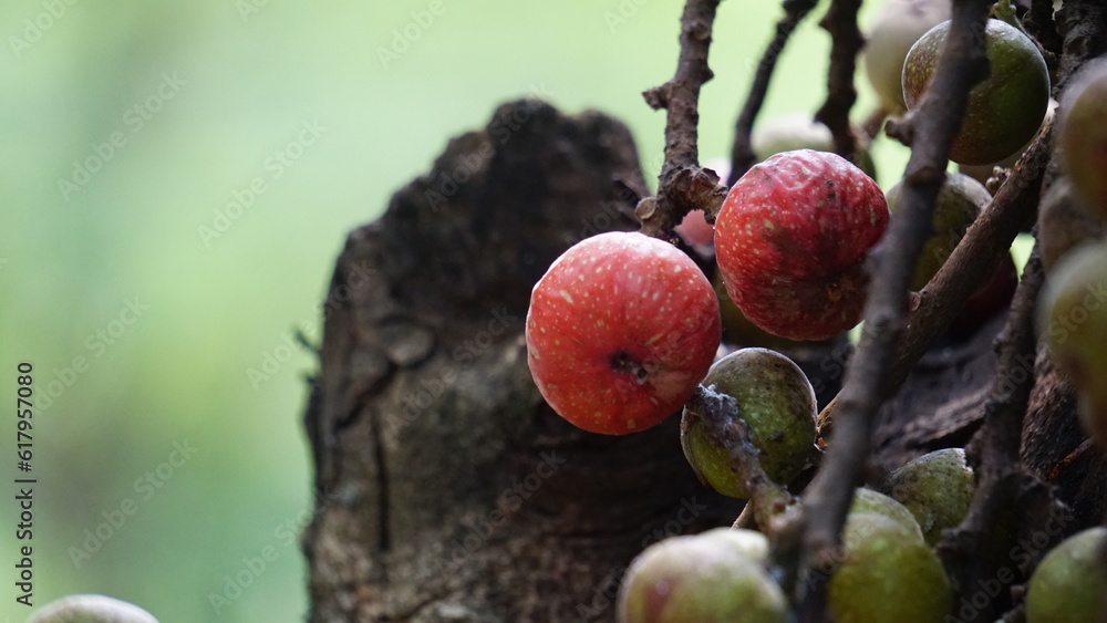 Ficus racemosa (the cluster fig, red river fig, gular, elo, loa, Ficus ...