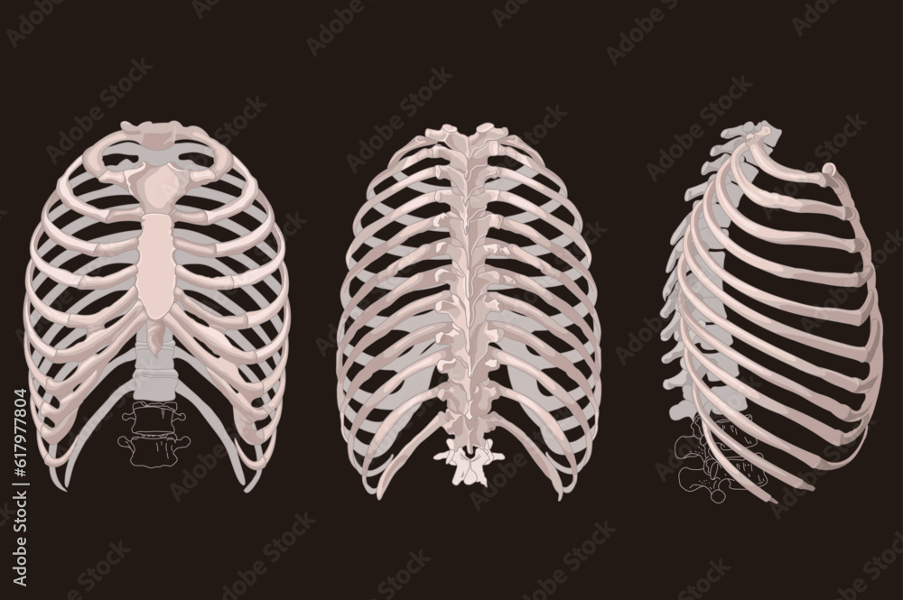 a medical illustration of a human thorax on the left and right sides of ...