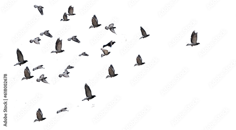 flying birds arrow formation of pigeons many isolated for backgound ...