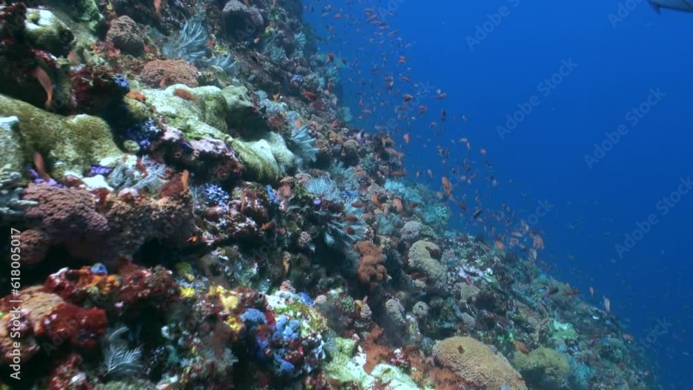 Underwater coral reef, featuring variety of coral and fish species in ...