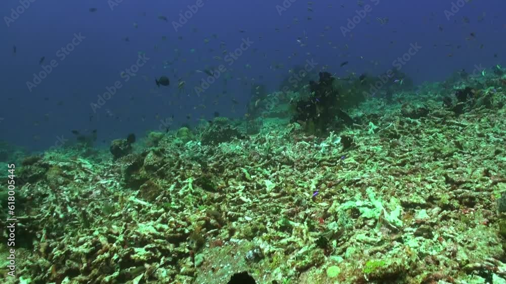 Underwater bright green coral reef with fish in ocean of Bali ...