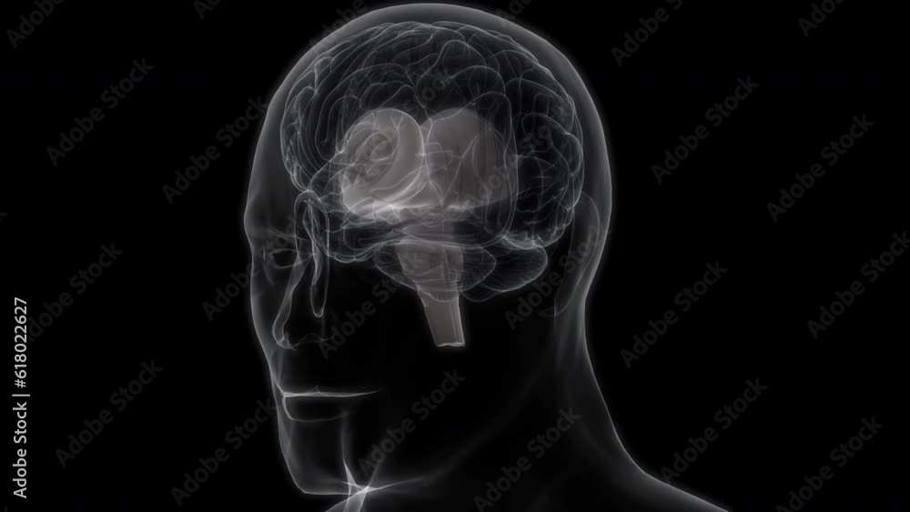 Central Organ of Human Nervous System Brain Anatomy Animation Concept ...