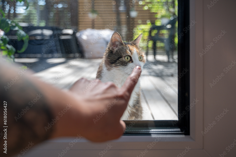 Calico cat standing outside of entrance and wants to go inside of house ...