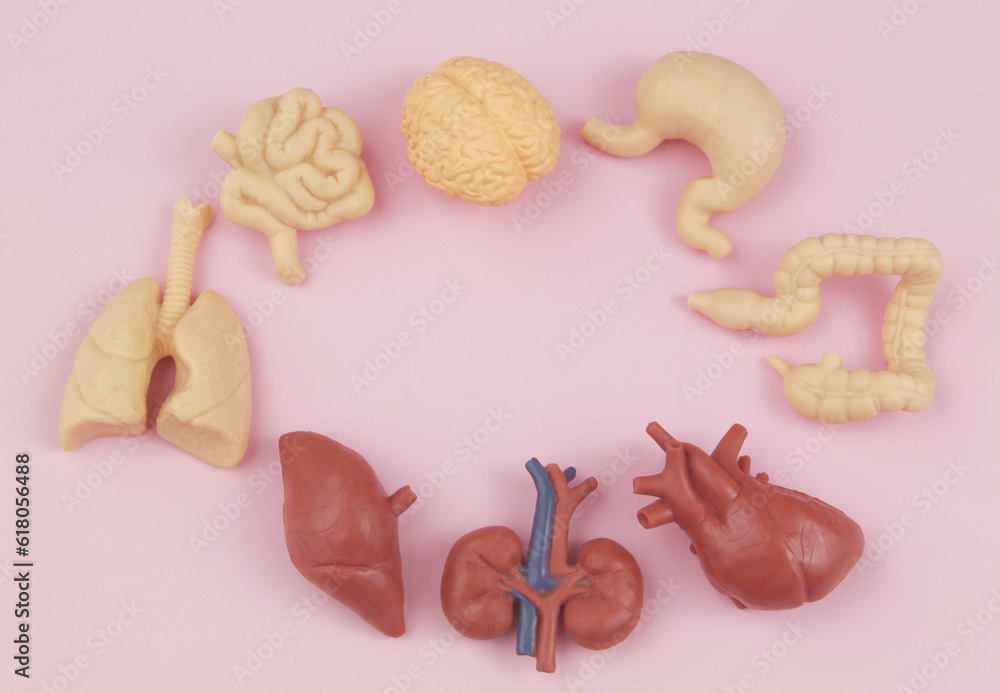 Human internal organs models on pink background. Medicine and science ...