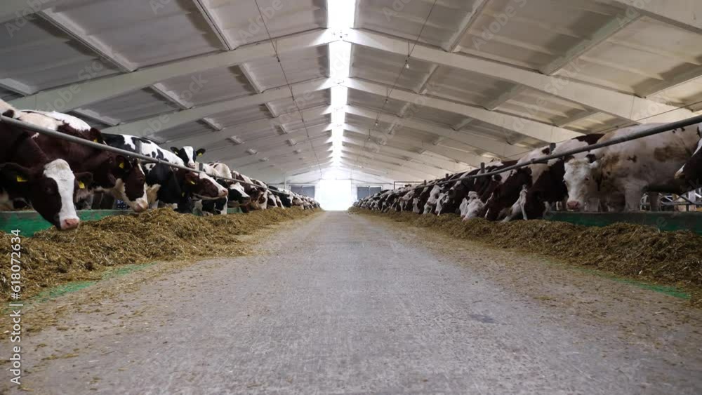 Camera moving along path on cowshed with cattle which eating hay. Long ... Camera moving along path on cowshed with cattle which eating hay. Long ...