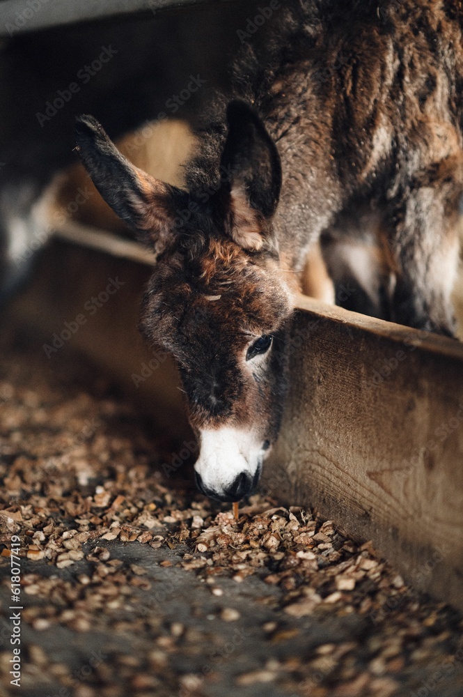 Adorable donkey stands alone by a trough in a dusty rural setting ...