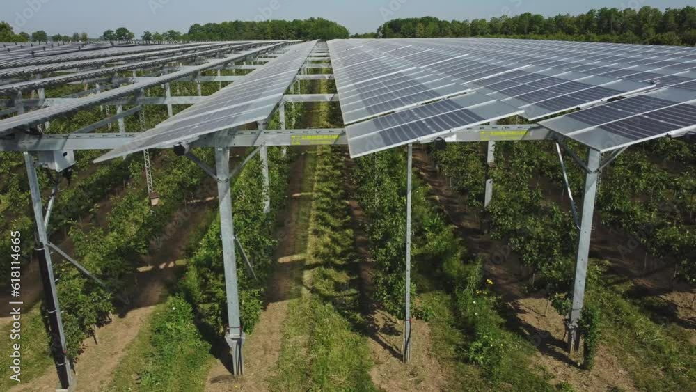 Crops Growing Under The Solar Panel - Agrivoltaics System - aerial ...