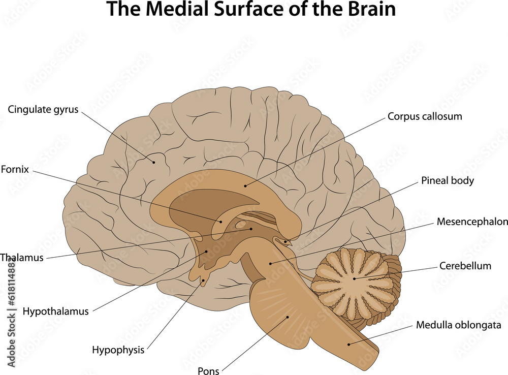 The Medial Surface of the Brain. Labelled diagram. Stock Illustration ...