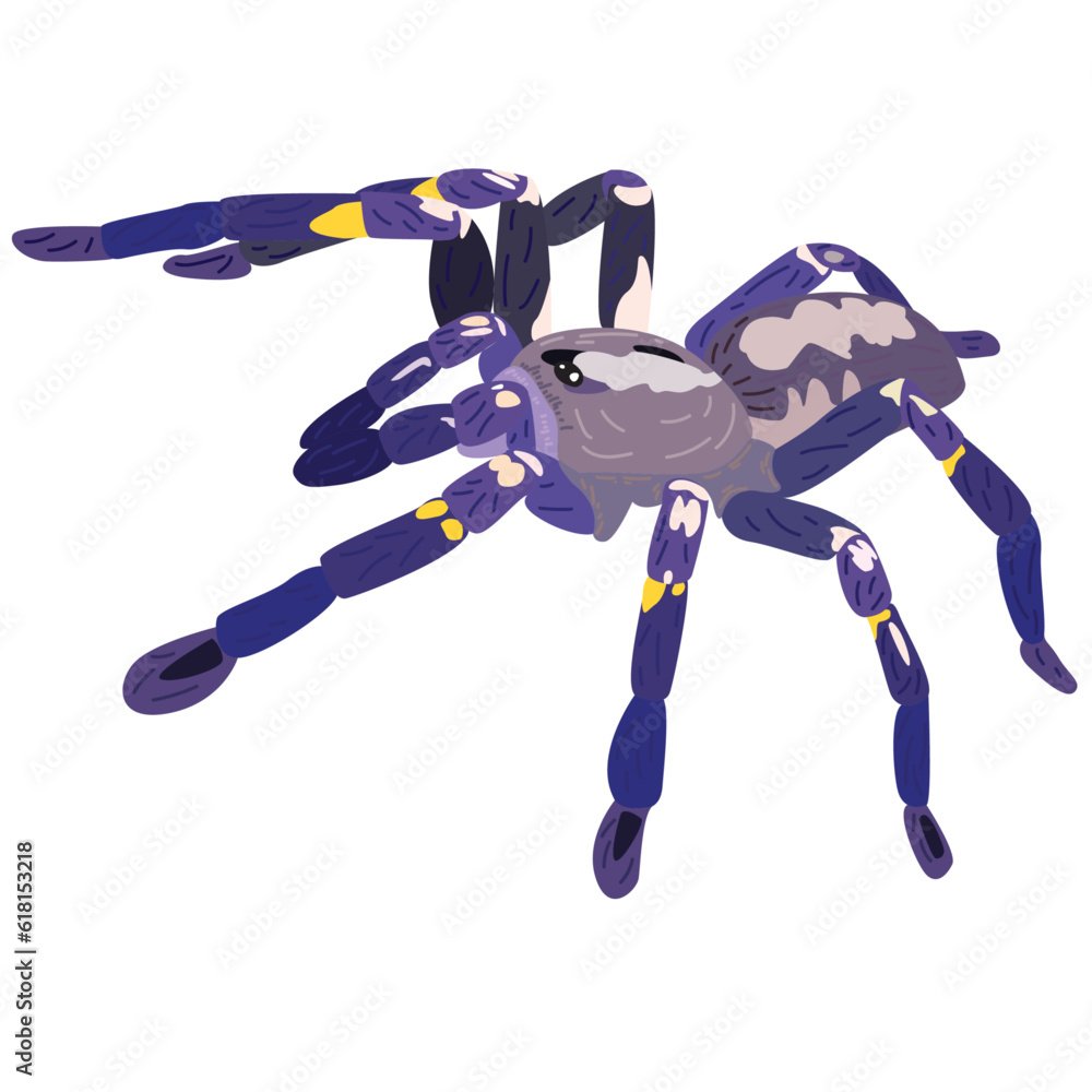 Purple Tarantula Spider