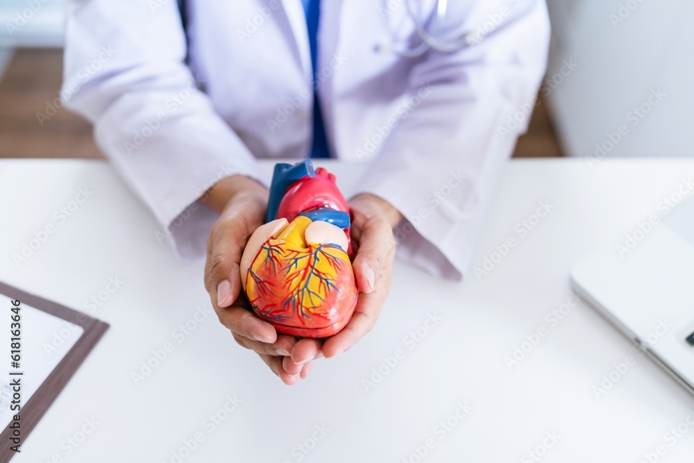 Doctor with anatomical model of human heart Cardiologist supports the ...