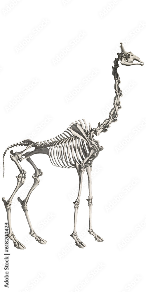 Ancient Safari Giraffe Skeleton Illustration Skull And Bones Animal ...