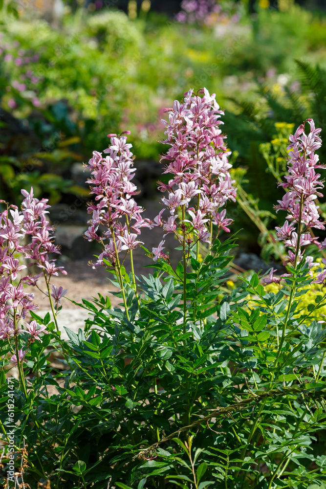 White ash tree ( lat. Dictamnus albus ) is a species of perennial ...