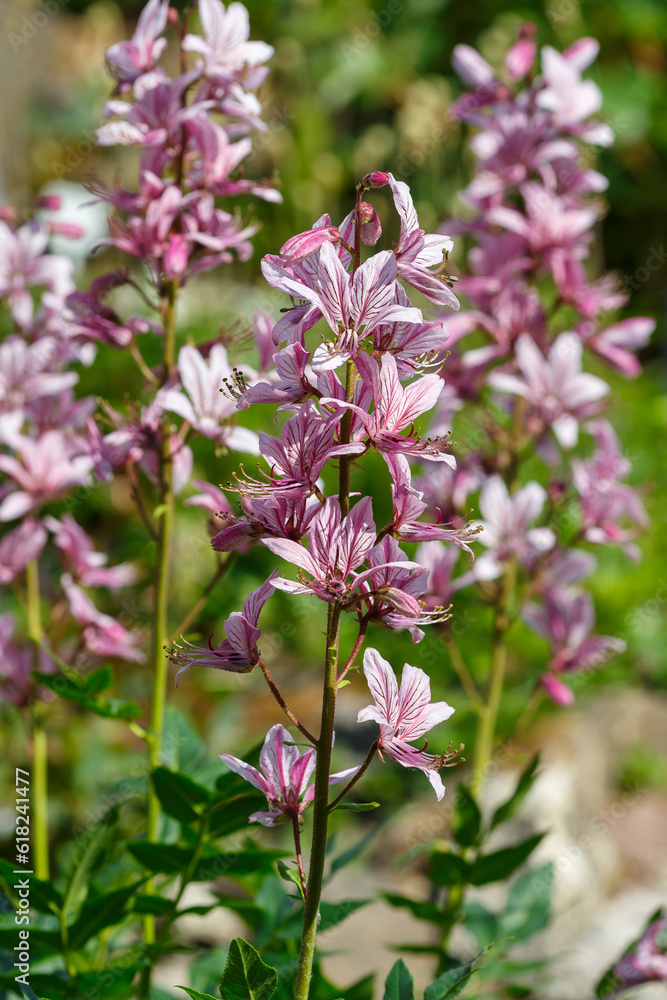 White ash tree ( lat. Dictamnus albus ) is a species of perennial ...