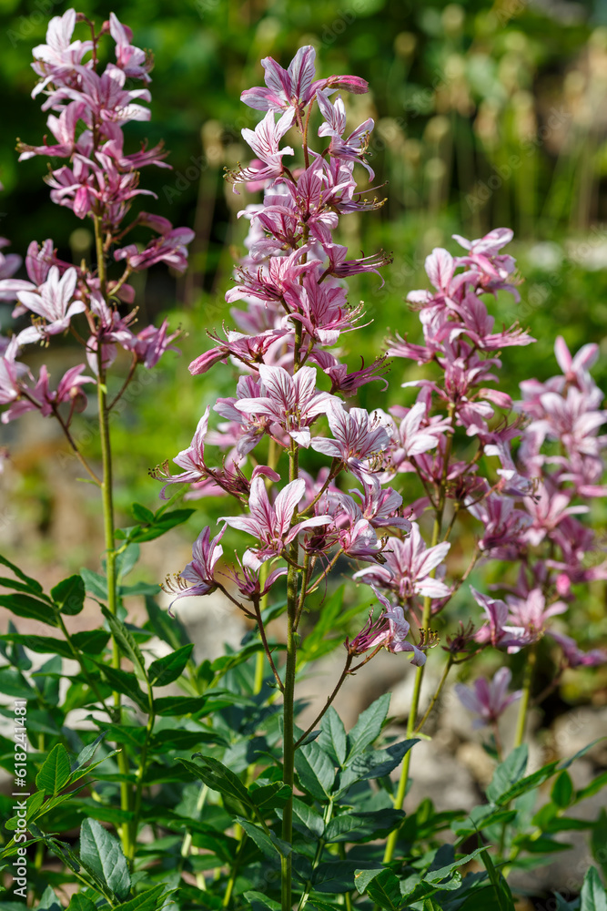 White ash tree ( lat. Dictamnus albus ) is a species of perennial ...