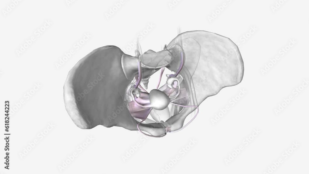 The ligaments of the female reproductive tract are a series of ...