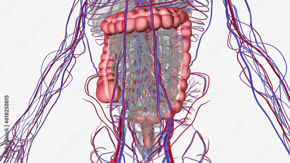 abdomen contains many vital organs: the stomach, the small intestine ...