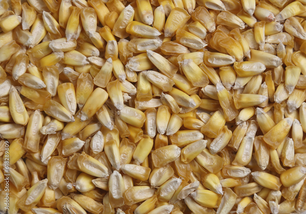 Peruvian chulpe corn kernels (raw roasted cancha nuts) for ceviche or ...