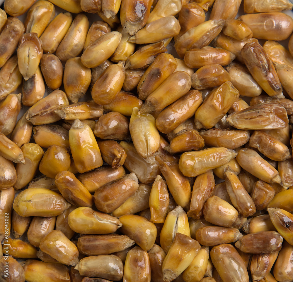 Peruvian chulpe corn kernels (raw roasted cancha nuts) for ceviche or ...