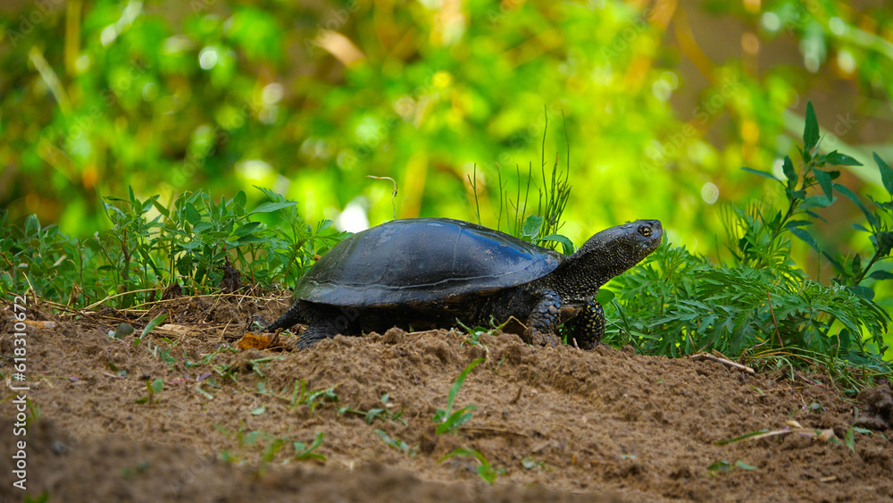 Foto de Swamp turtle. Emys orbicularis. Swamp turtle - are predators ...