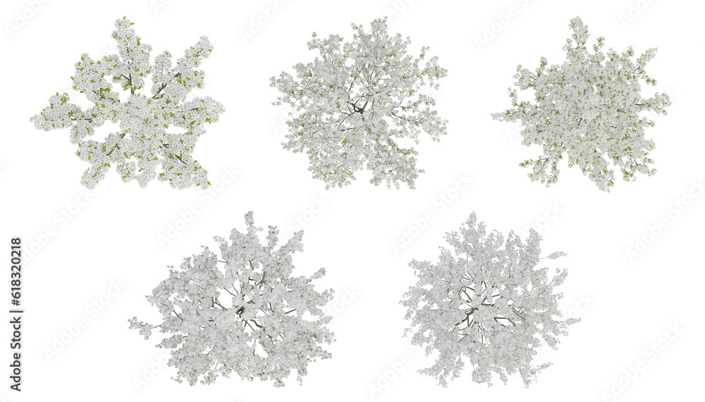 White trees on top view isolated on transparent background, 2d plants ...