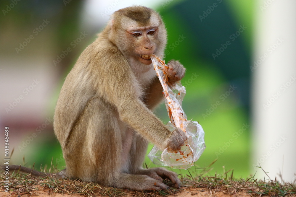 Plastic pollution in the jungle environmental problem. Monkey eating ...