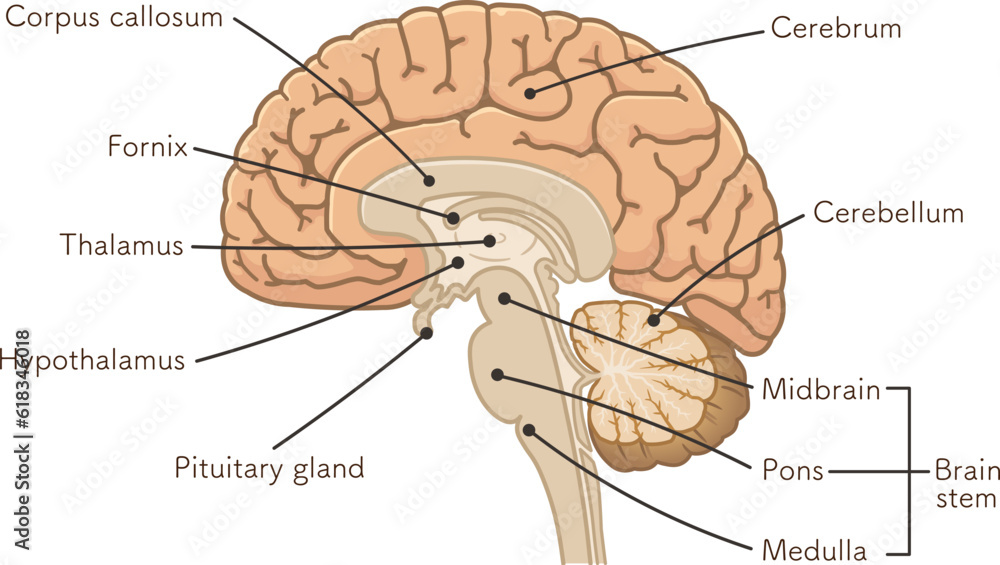brain、cerebrum、cerebellum、midbrain、pons、medulla、brain stem、illustration ...