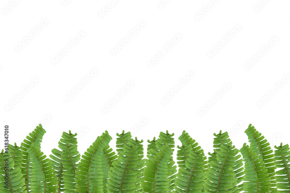 green fern frame isolated transparent background png Stock Photo ...