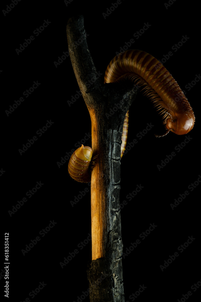 Millipede Asia on burnt mango tree looking for food branch after rip ...