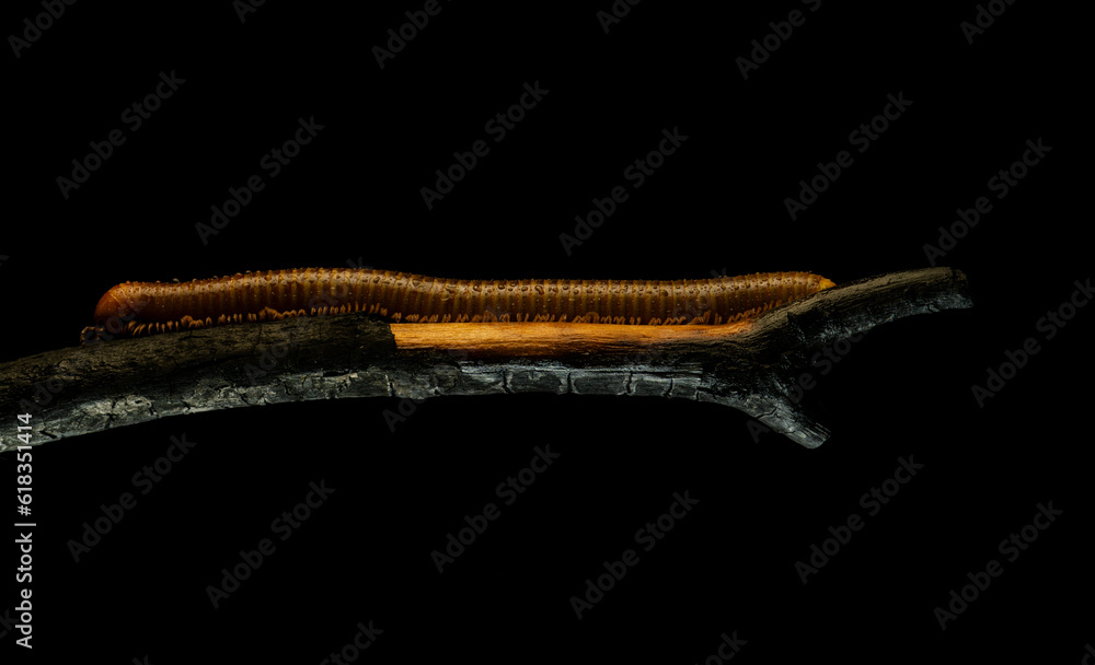 Millipede Asia on burnt mango tree looking for food branch after rip ...