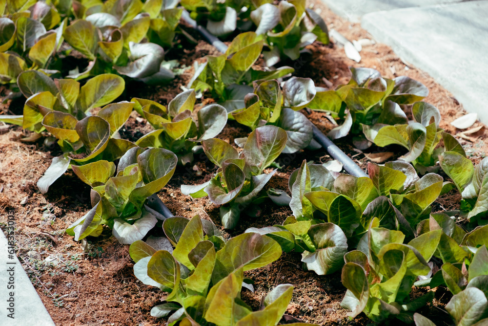 Fresh organic red cos lettuce growing on a natural farm. Photosynthesis ...