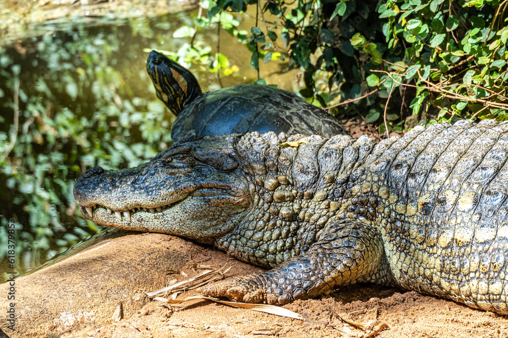 Broad-snouted caiman, Caiman latirostris in Iguazu National park, Foz ...
