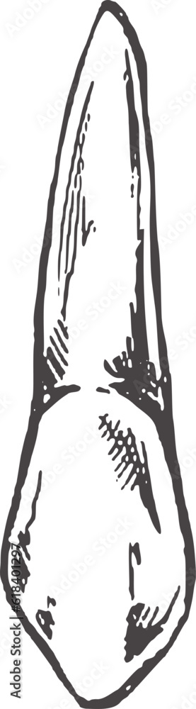 Highly detailed hand drawn human tooth with roots. Hand drawn sketch ...