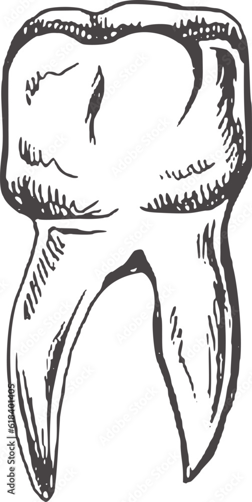 Highly detailed hand drawn human tooth with roots. Hand drawn sketch ...