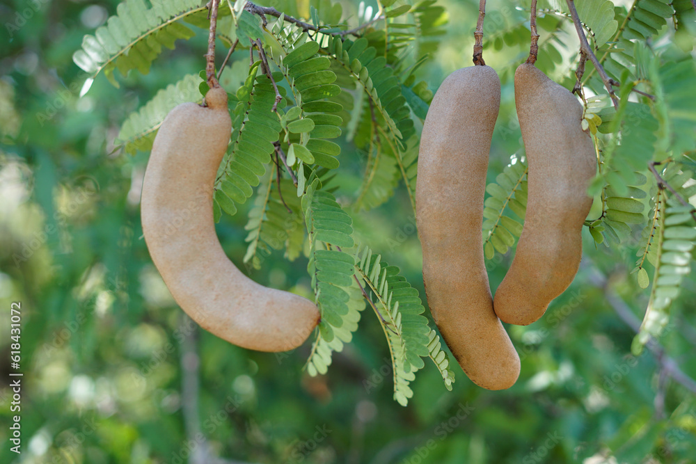 Foto Stock Fresh organic raw Tamarind fruits on branch tree ...