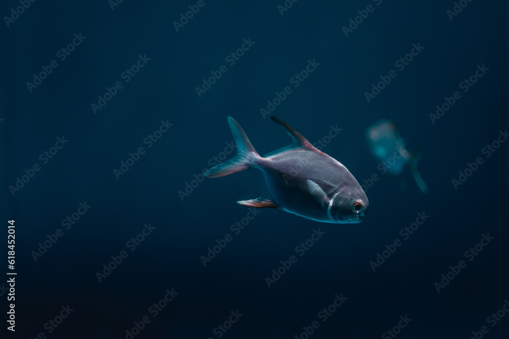 Trachinotus blochii or snubnose pompano in Aquarium. Pompanos are ...