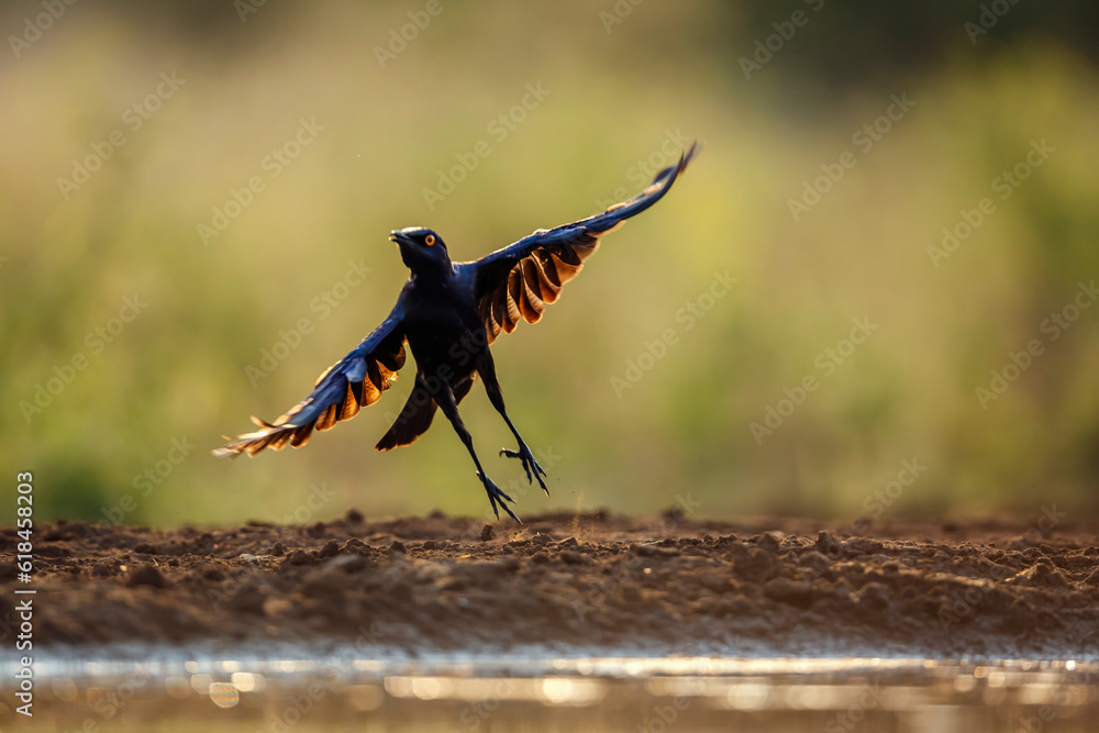 Cape Glossy Starling in flight front view in backlit in Kruger National ...