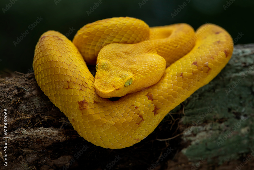 Craspedocephalus puniceus is a venomous pit viper can be found on Java ...