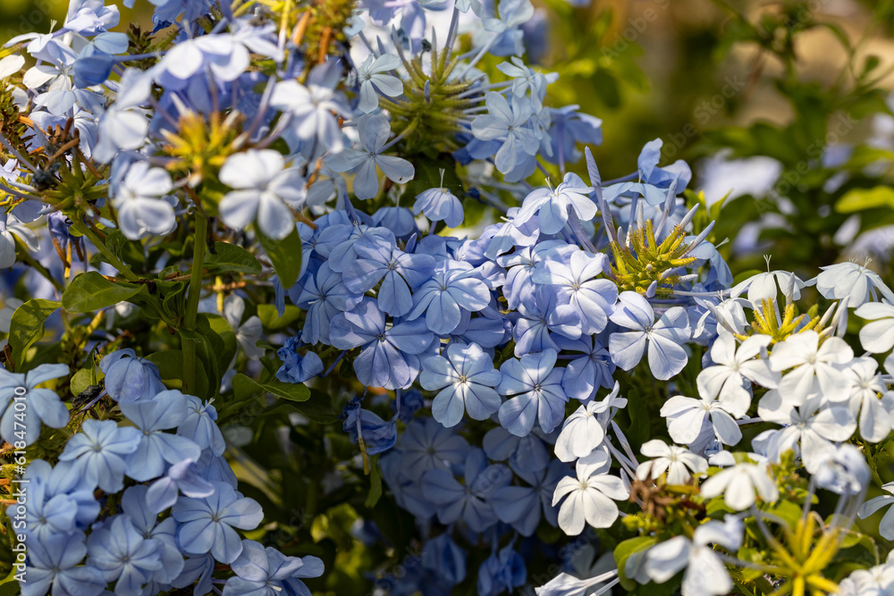 Plumbago auriculata, the cape leadwort, blue plumbago or Cape plumbago ...
