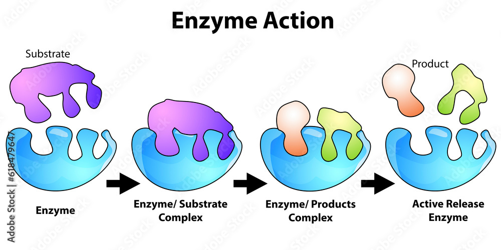 Enzyme Action Diagram