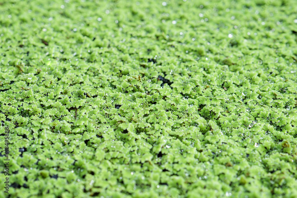 Top view of Azolla, a small aquatic plant of the floating fern family ...