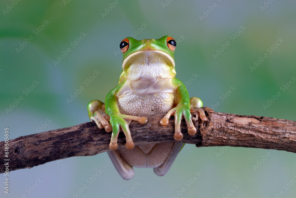 White-lipped tree frog (Litoria infrafrenata) on branch, white-lipped ... White-lipped tree frog (Litoria infrafrenata) on branch, white-lipped ...