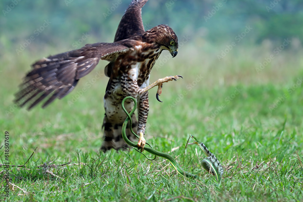 Crested Goshawk bird fighting with snake on the green grass, Crested ...
